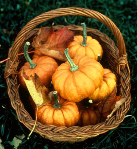 cucurbitaceae pumpkin